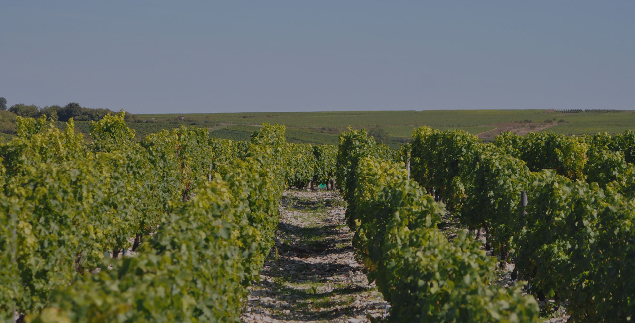 Le vignoble - Domaine Marchand & Fils – les kérots